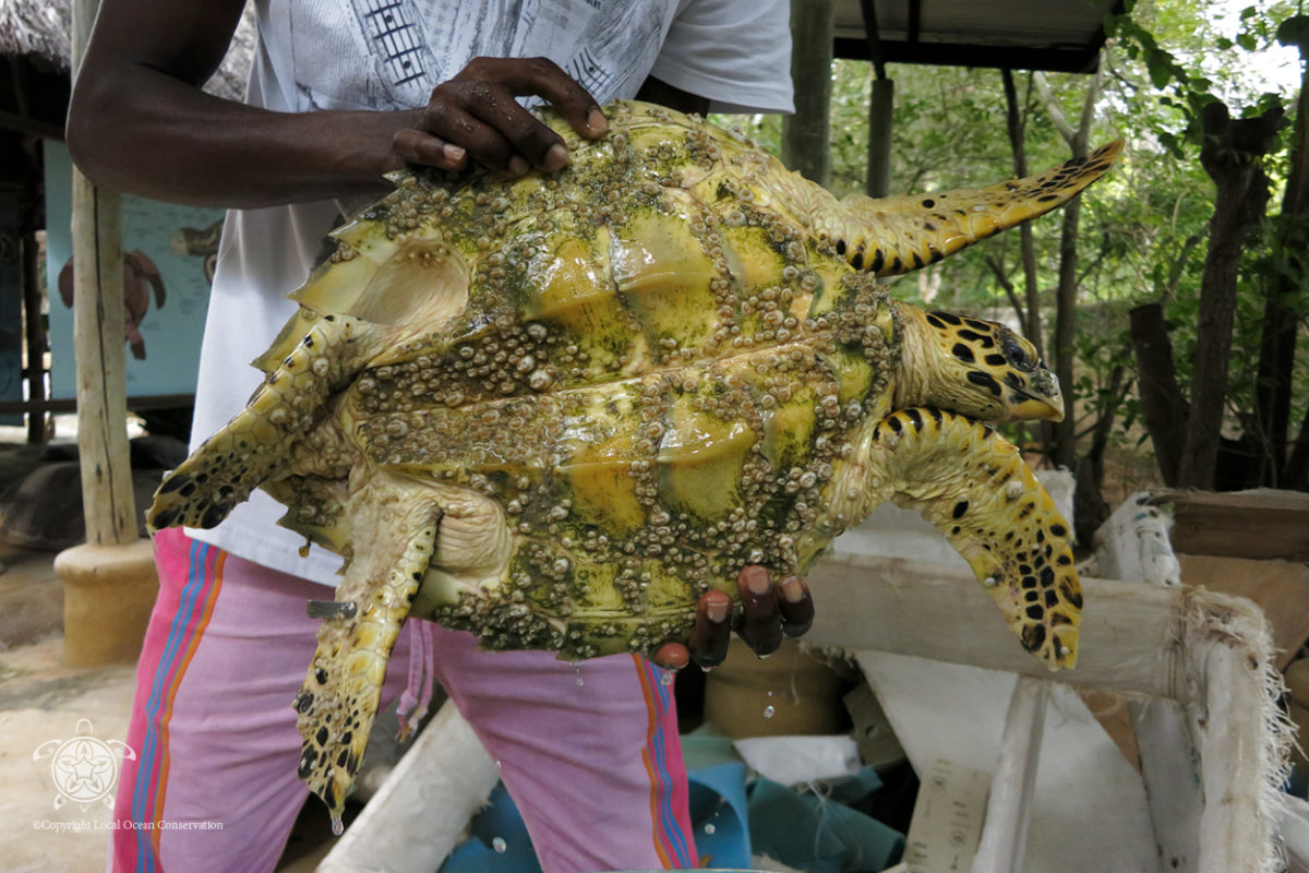 Barnacles – Local Ocean Conservation