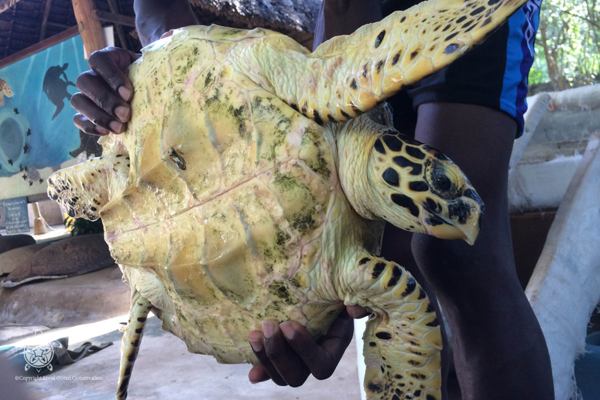 Barnacles – Local Ocean Conservation