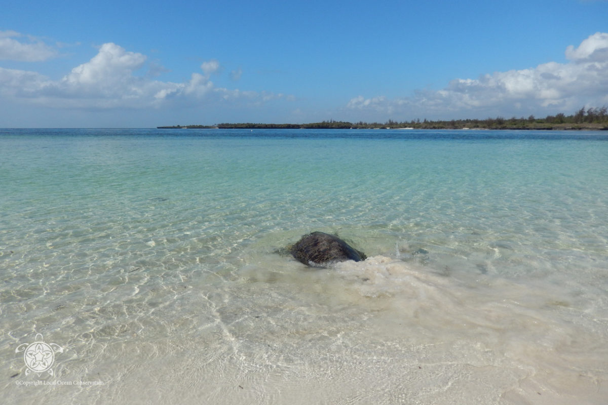 Sheldon’s Story – Local Ocean Conservation