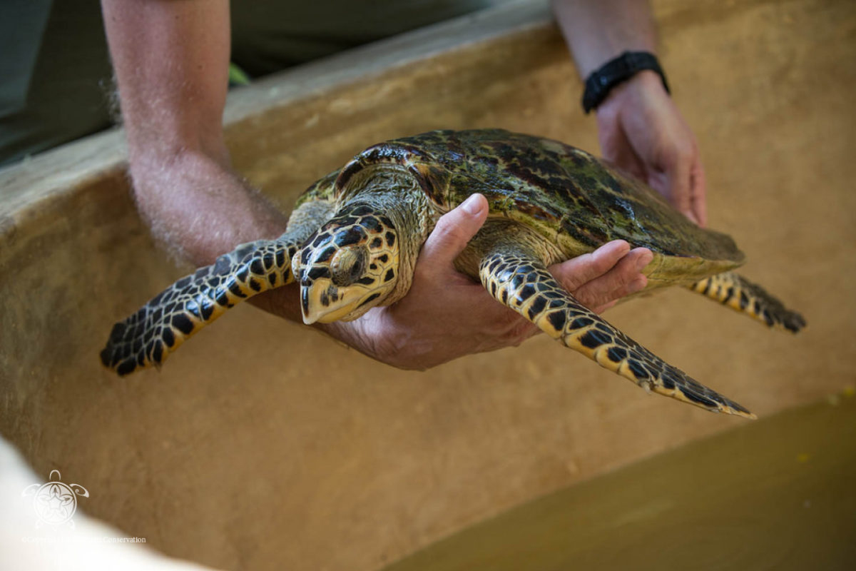 Bycatch release – Local Ocean Conservation