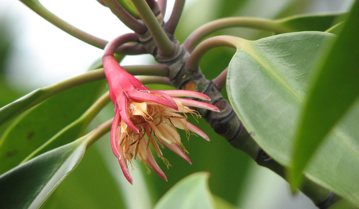 Mangroves – Local Ocean Conservation