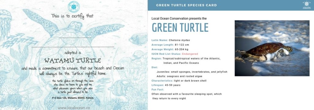 Turtle Adoption – Local Ocean Conservation