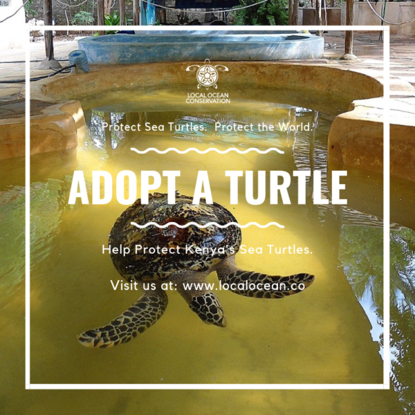 Turtle Adoption – Local Ocean Conservation