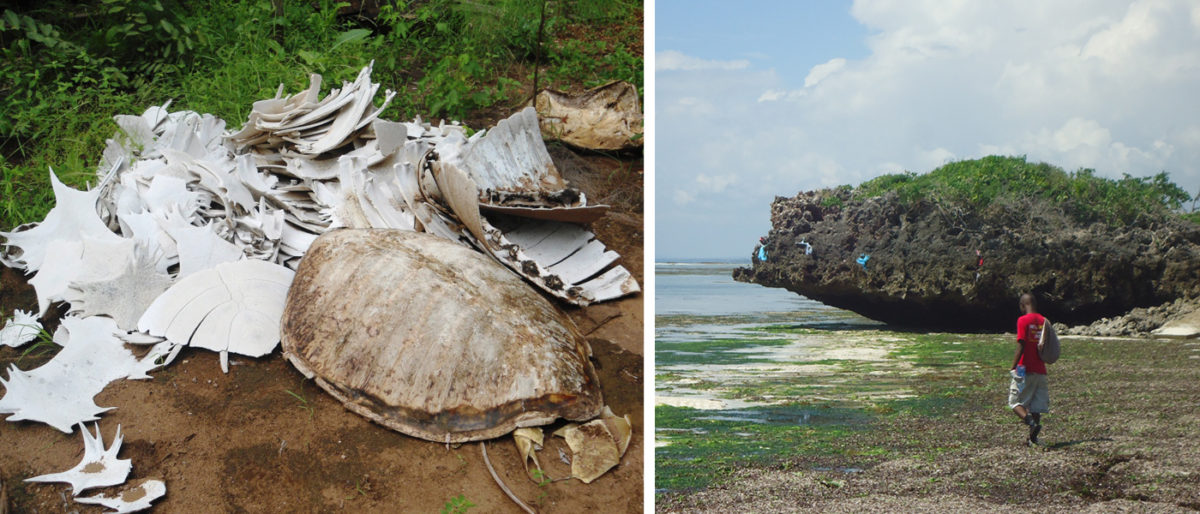 Now You Sea – The Fight Against Poaching with Kahindi & Sammy – Local ...