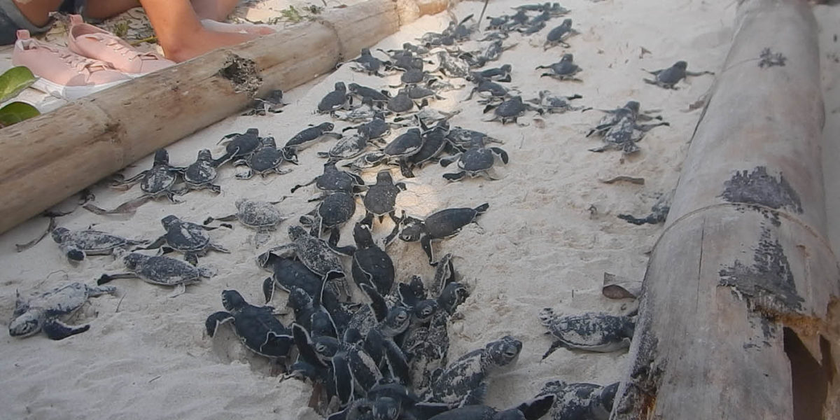 Now You Sea – Protecting Sea Turtle Mothers & Their Babies – Local ...
