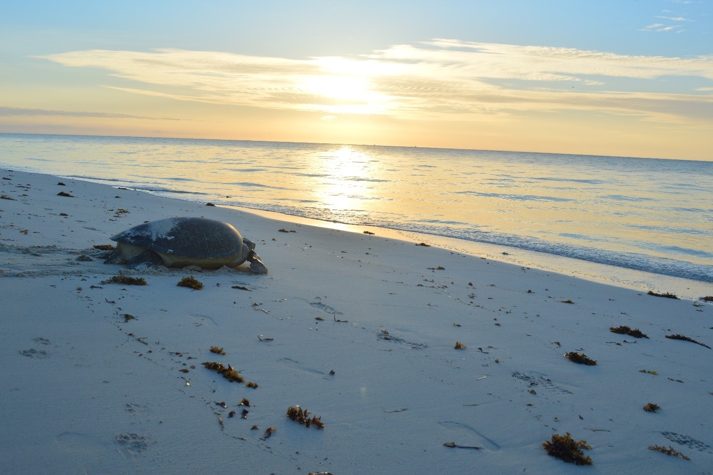 The state of turtle nesting beaches of Kenya – Local Ocean Conservation
