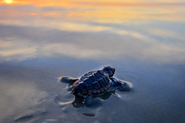 Watamu Turtle Watch – Local Ocean Conservation
