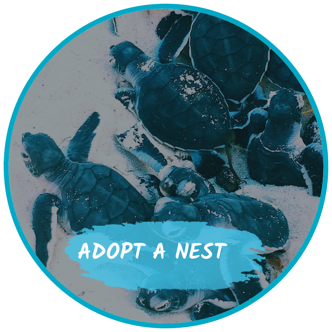 Adoptions – Local Ocean Conservation