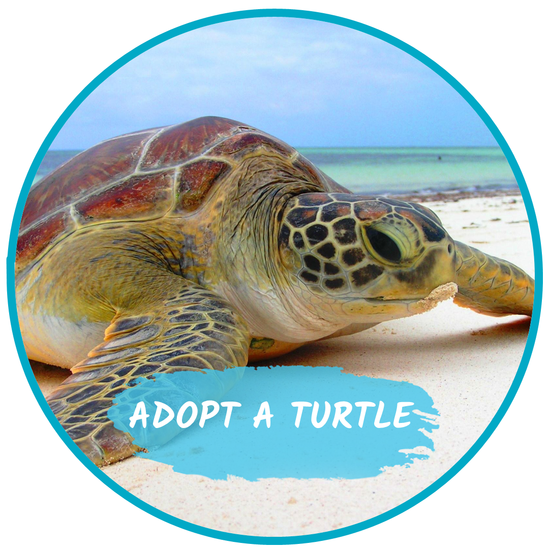 Adoptions – Local Ocean Conservation