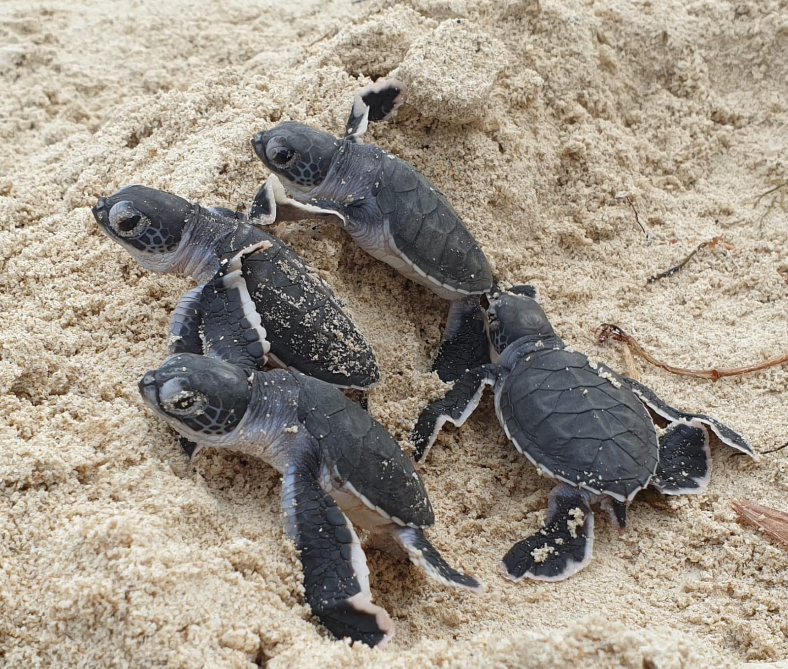 Local Ocean Conservation – #LoveYourLocalOcean